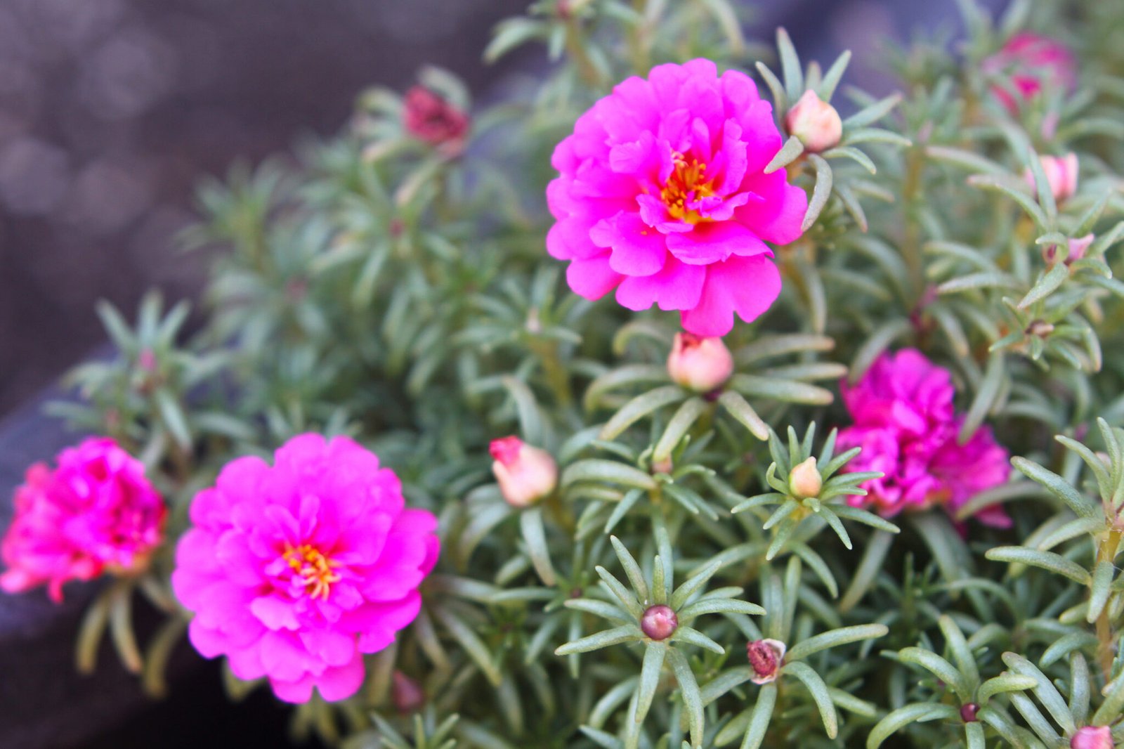 Healthy Garden Plants for Homes & Outdoor Spaces