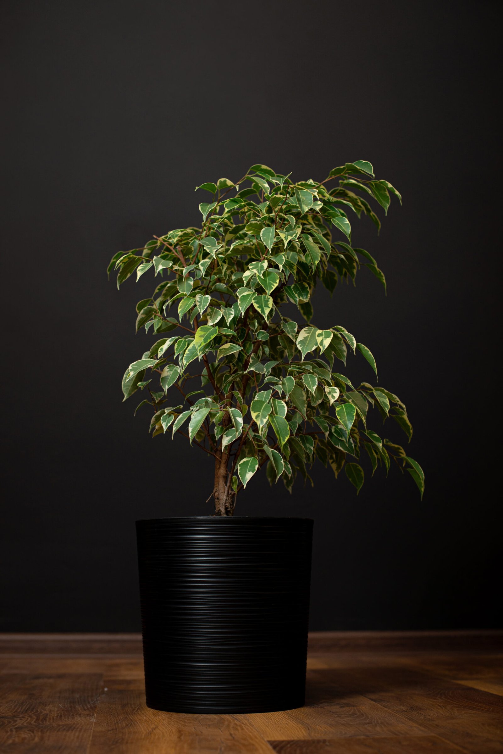 Healthy Indoor, Outdoor & Fruit Plants in Kadiyam